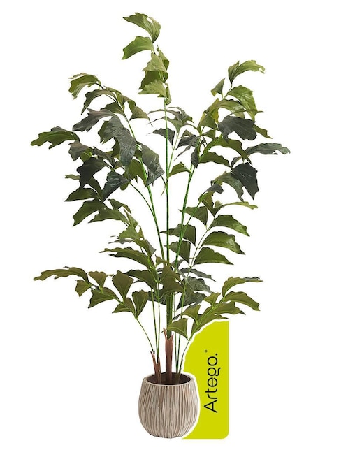 Planta Artego Fishtail con maceta 1