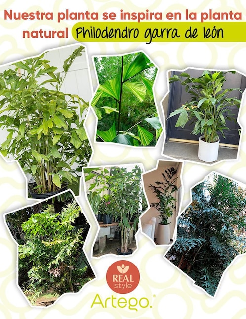 Planta Artego Caryota Fishtail 3