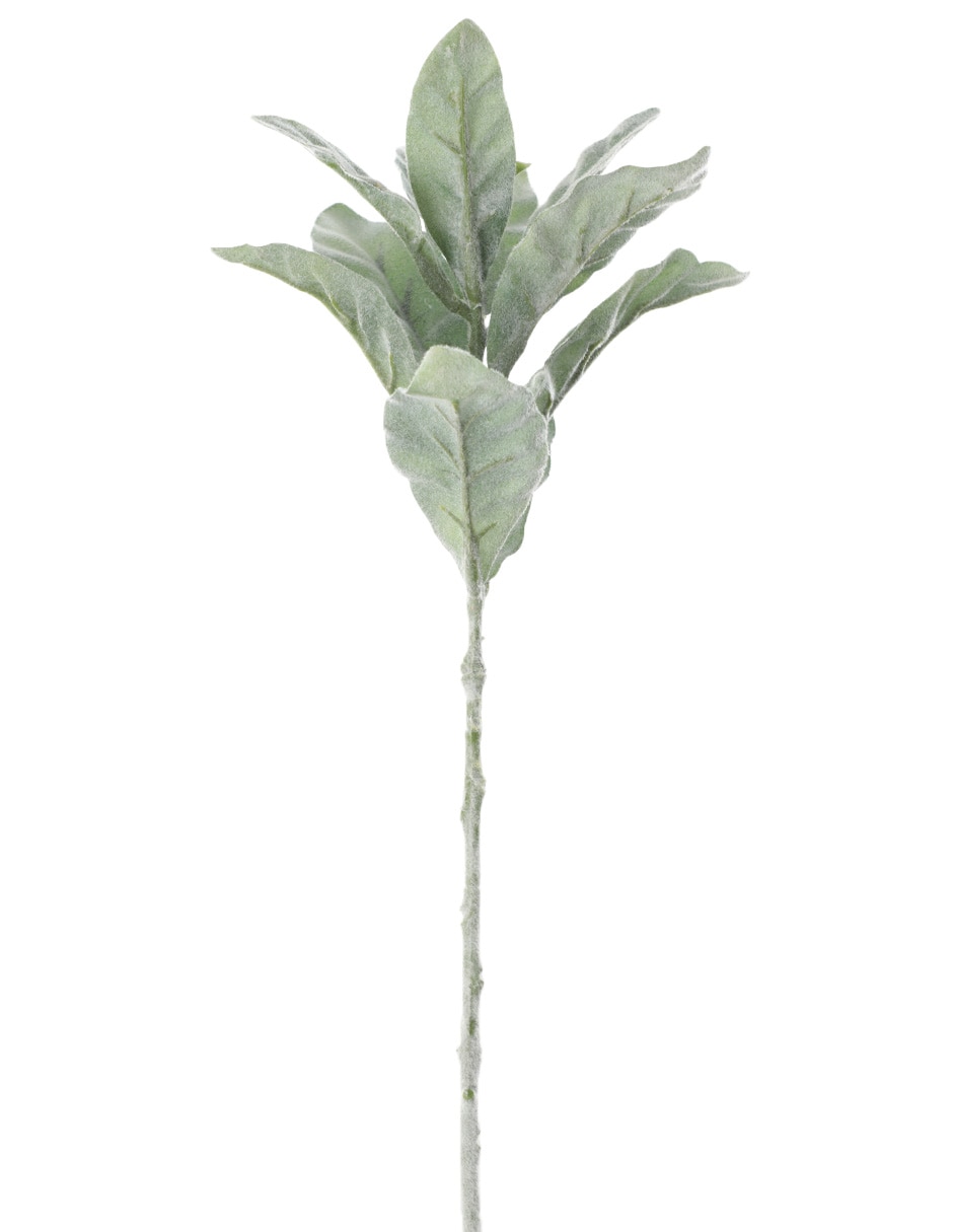 Planta De Oreja De Cordero