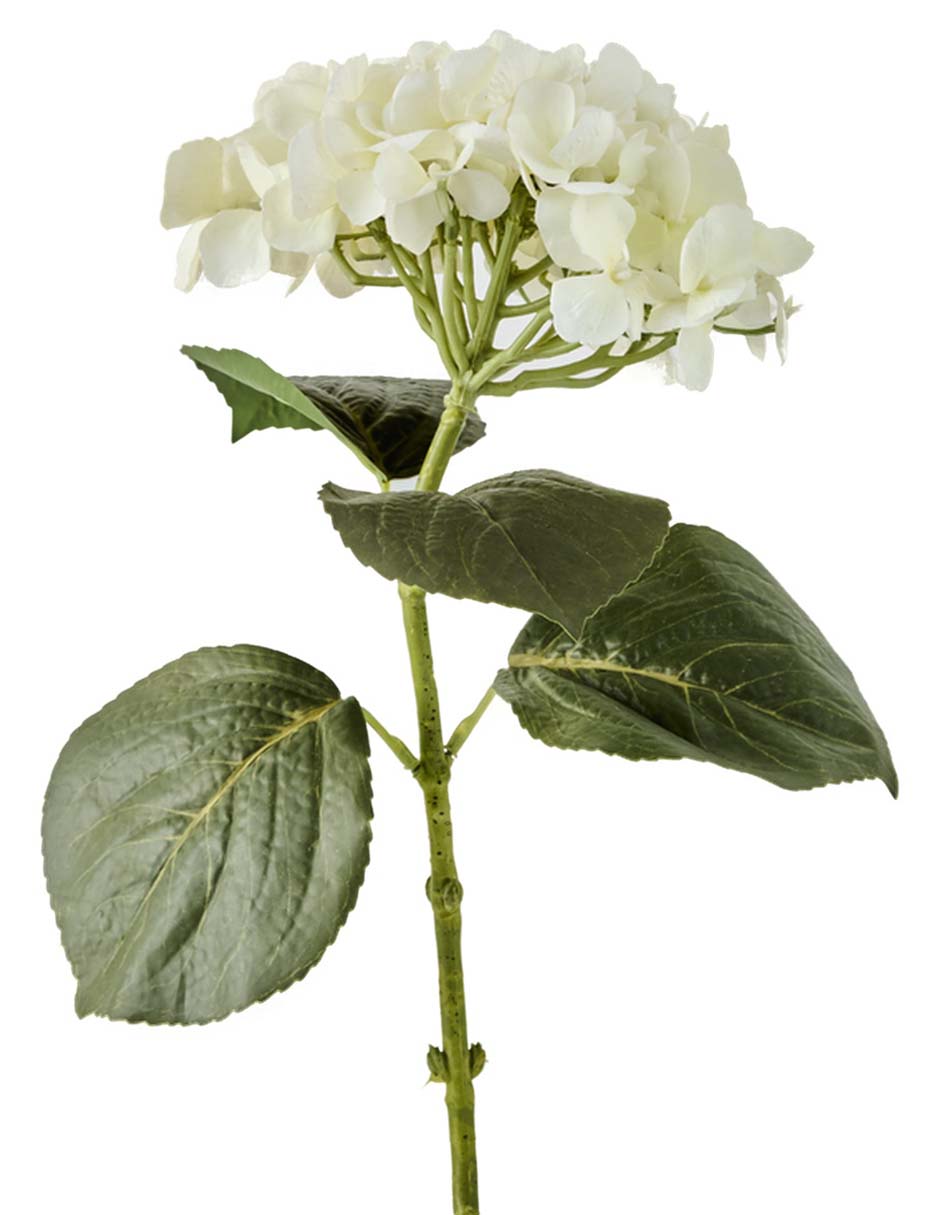 Hortensia Haus